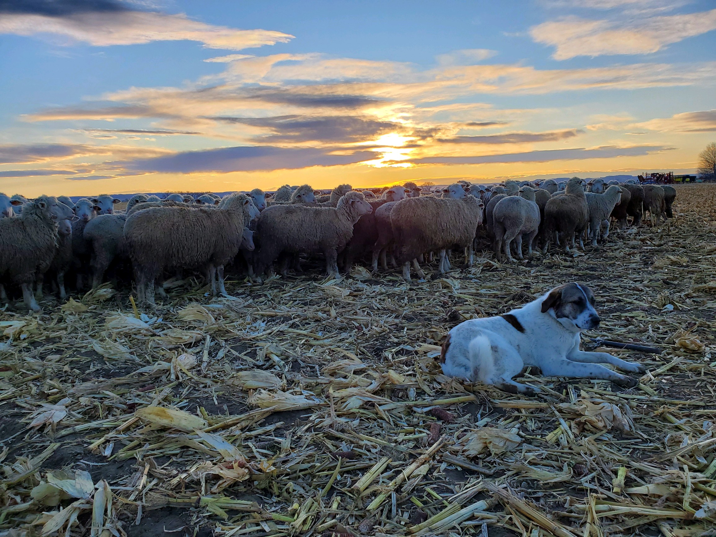 Nebraska Sheep & Goat Producer Association – Supporting, Promoting and ...