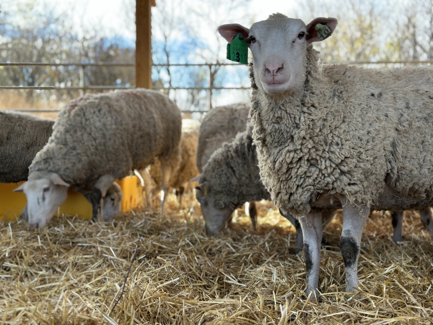 Featured Producer – 13 County Farms – Nebraska Sheep and Goat Producers