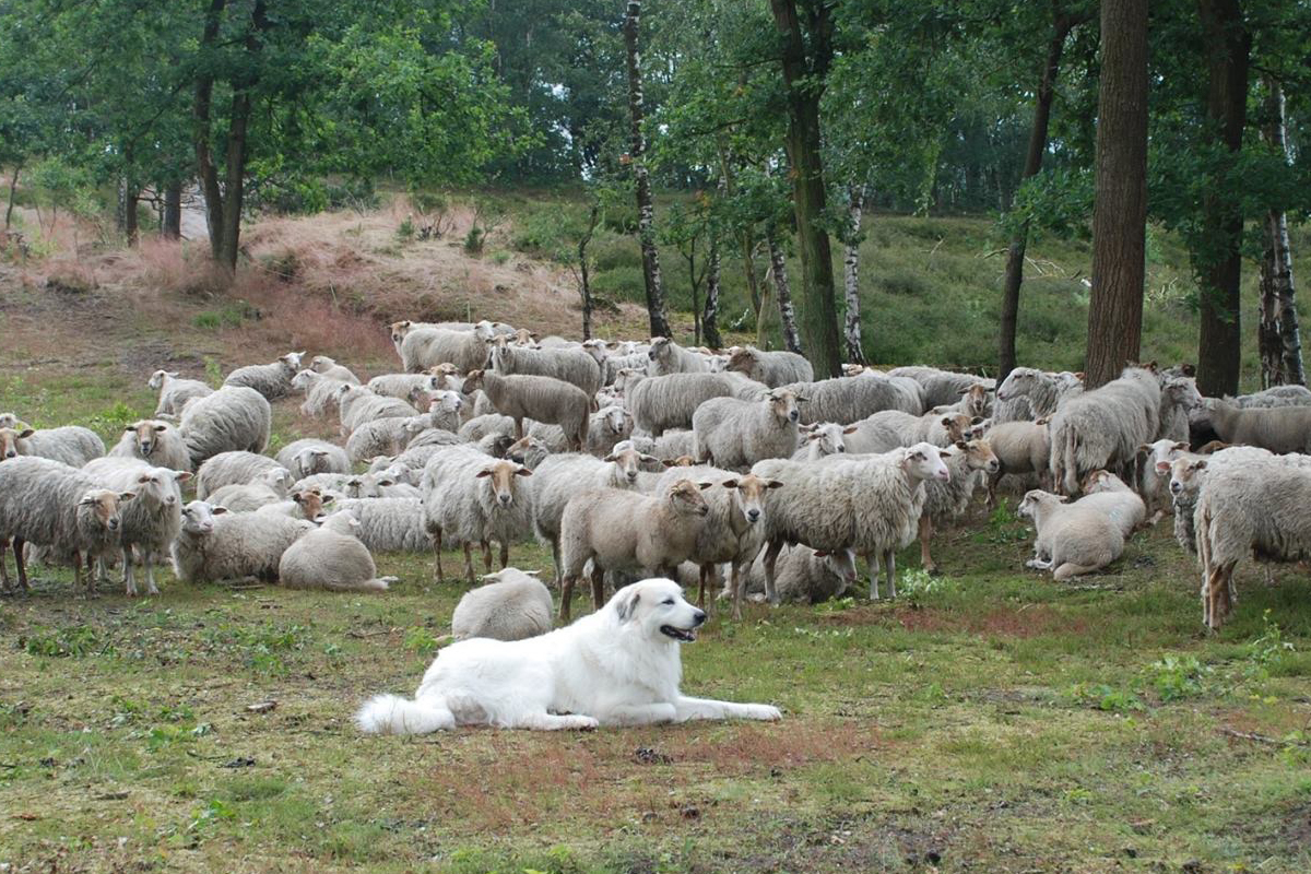 Webinar: Livestock Guardian Dogs – Nebraska Sheep and Goat Producers
